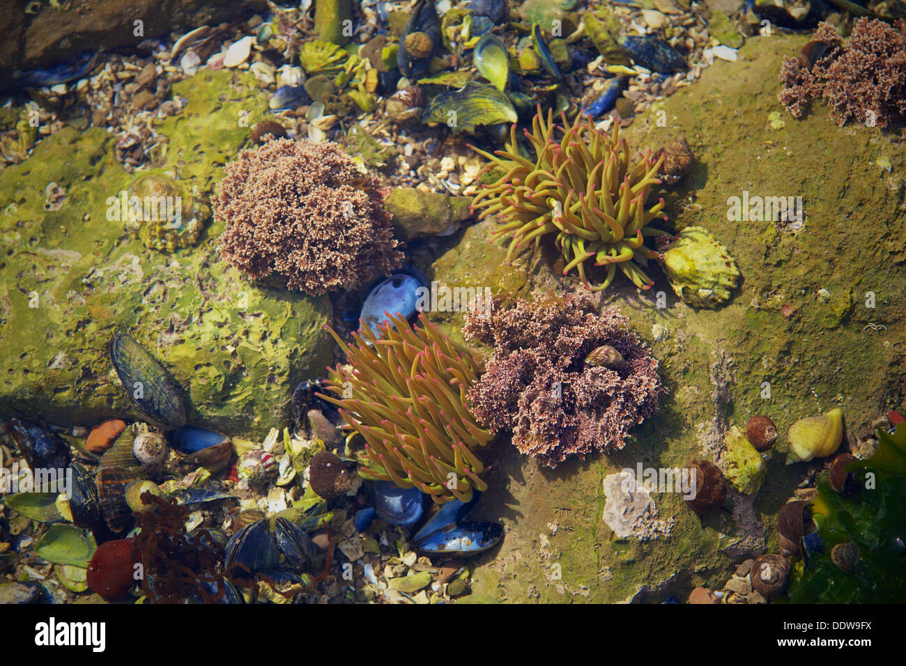 Tidal pool sea snail rock hi-res stock photography and images - Alamy