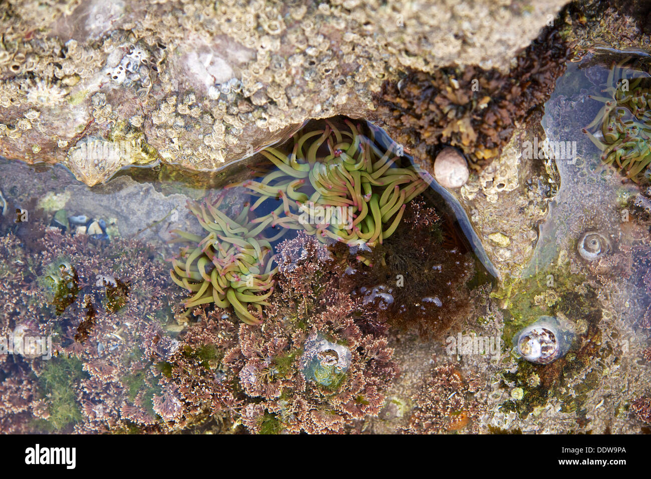 Rock pool sea snail hi-res stock photography and images - Alamy