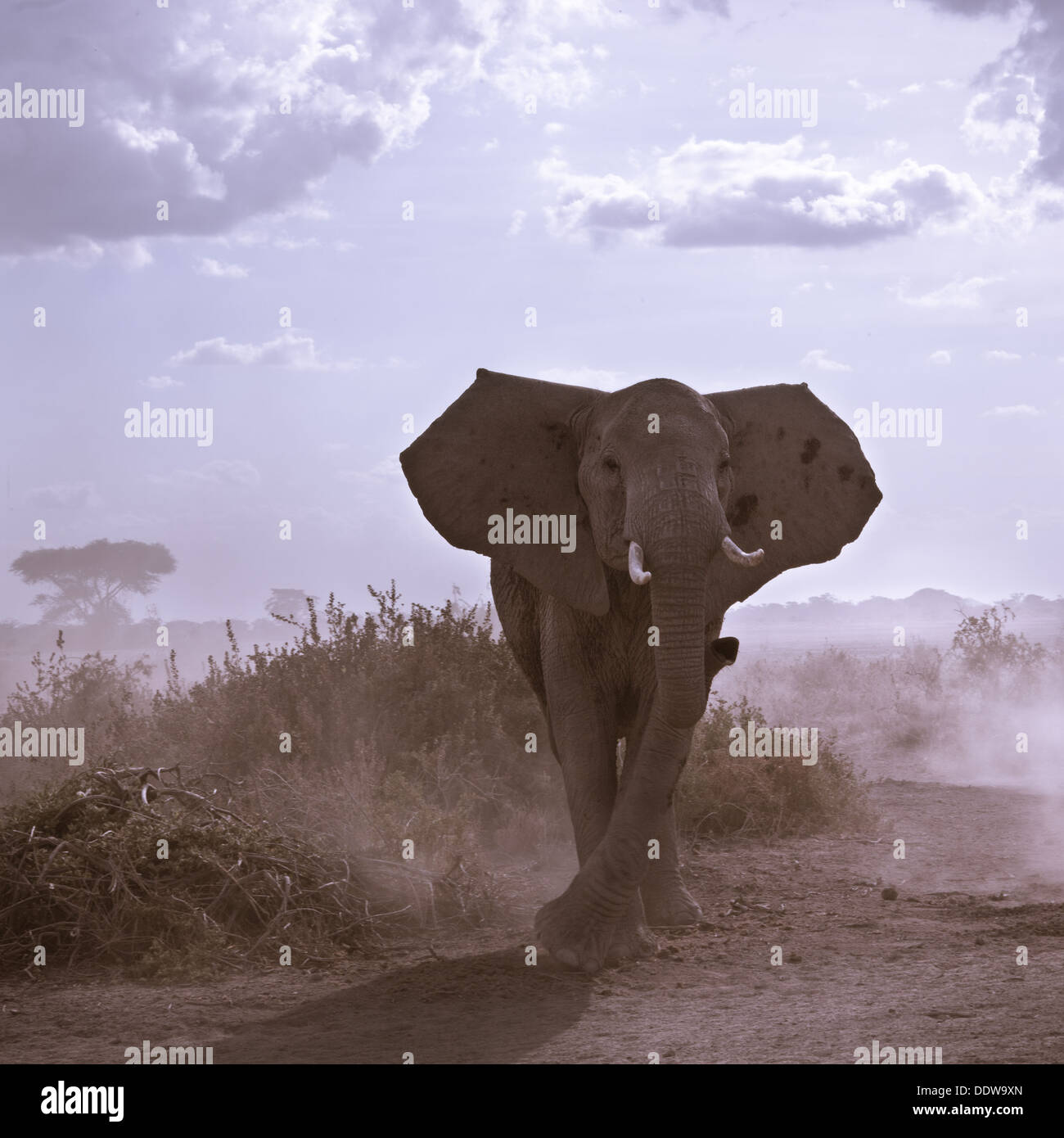 Frontal view of elephant hi-res stock photography and images - Alamy