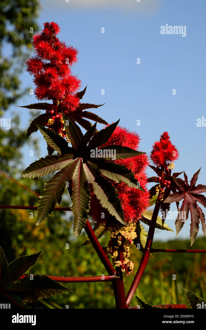 Ricinus communis 'Carmencita bright red' Stock Photo - Alamy