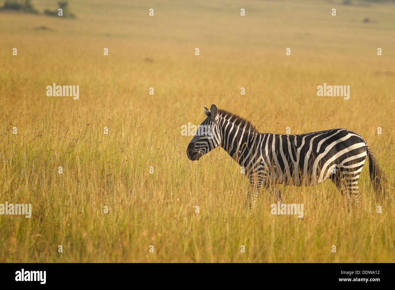 Long morning walking hi-res stock photography and images - Alamy