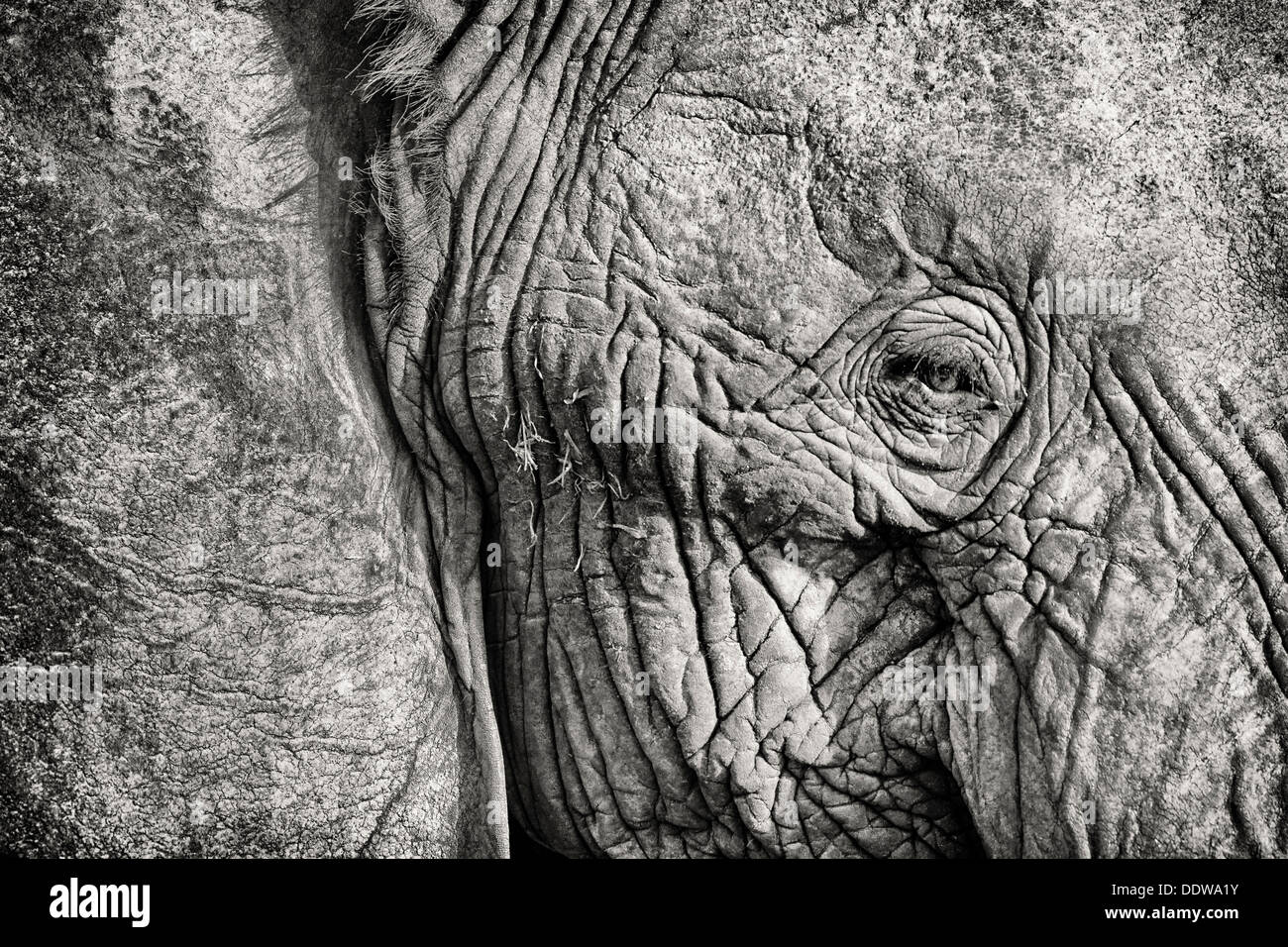 Detail of the face hi-res stock photography and images - Alamy