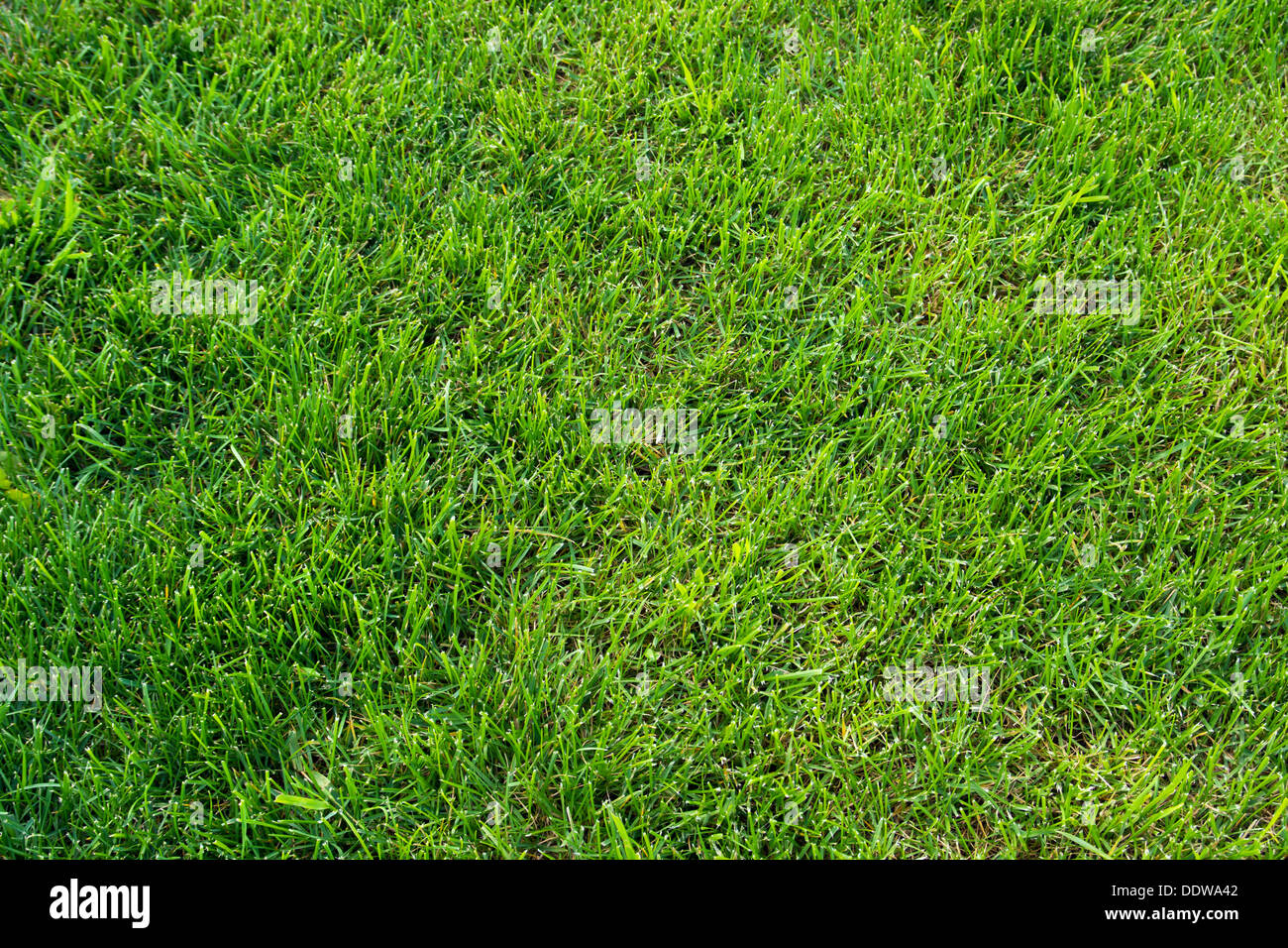 Green grass texture (background) horizontal, close up Stock Photo - Alamy