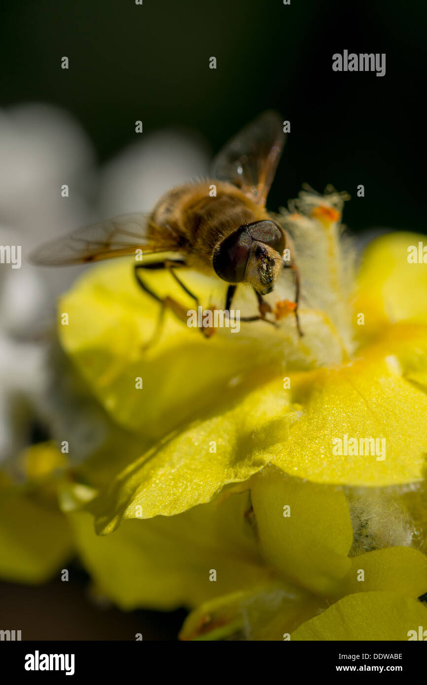 Honey bee (Apis mellifera) collecting pollen from a Yellow Lupine ...