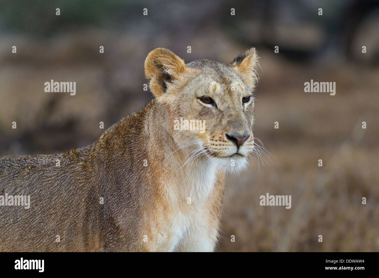 Lion front face hi-res stock photography and images - Alamy