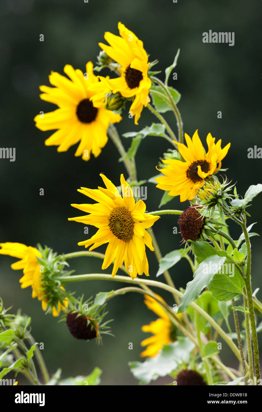 Helianthus laetiflorus hi-res stock photography and images - Alamy
