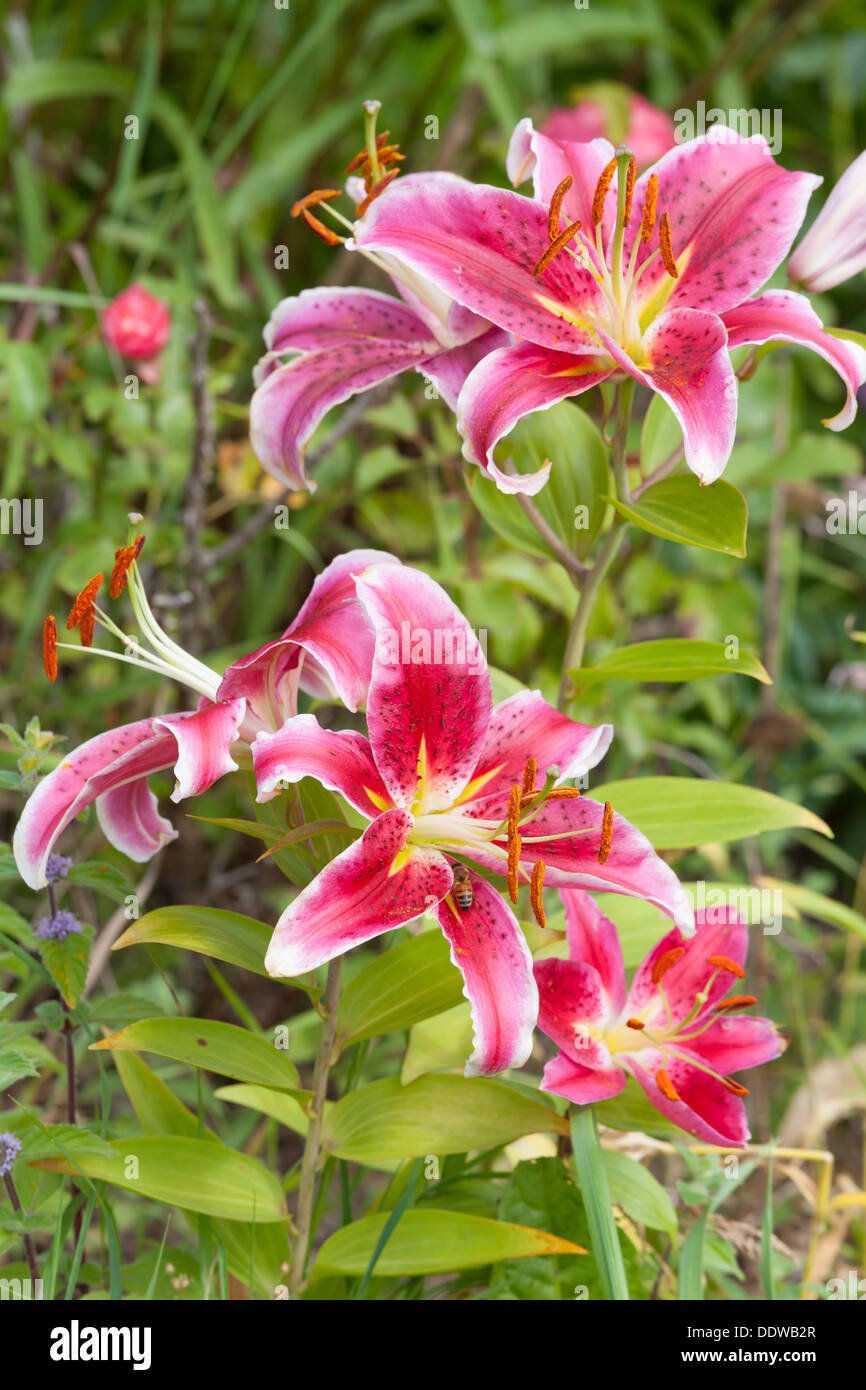 Beautiful red Lily Stock Photo - Alamy