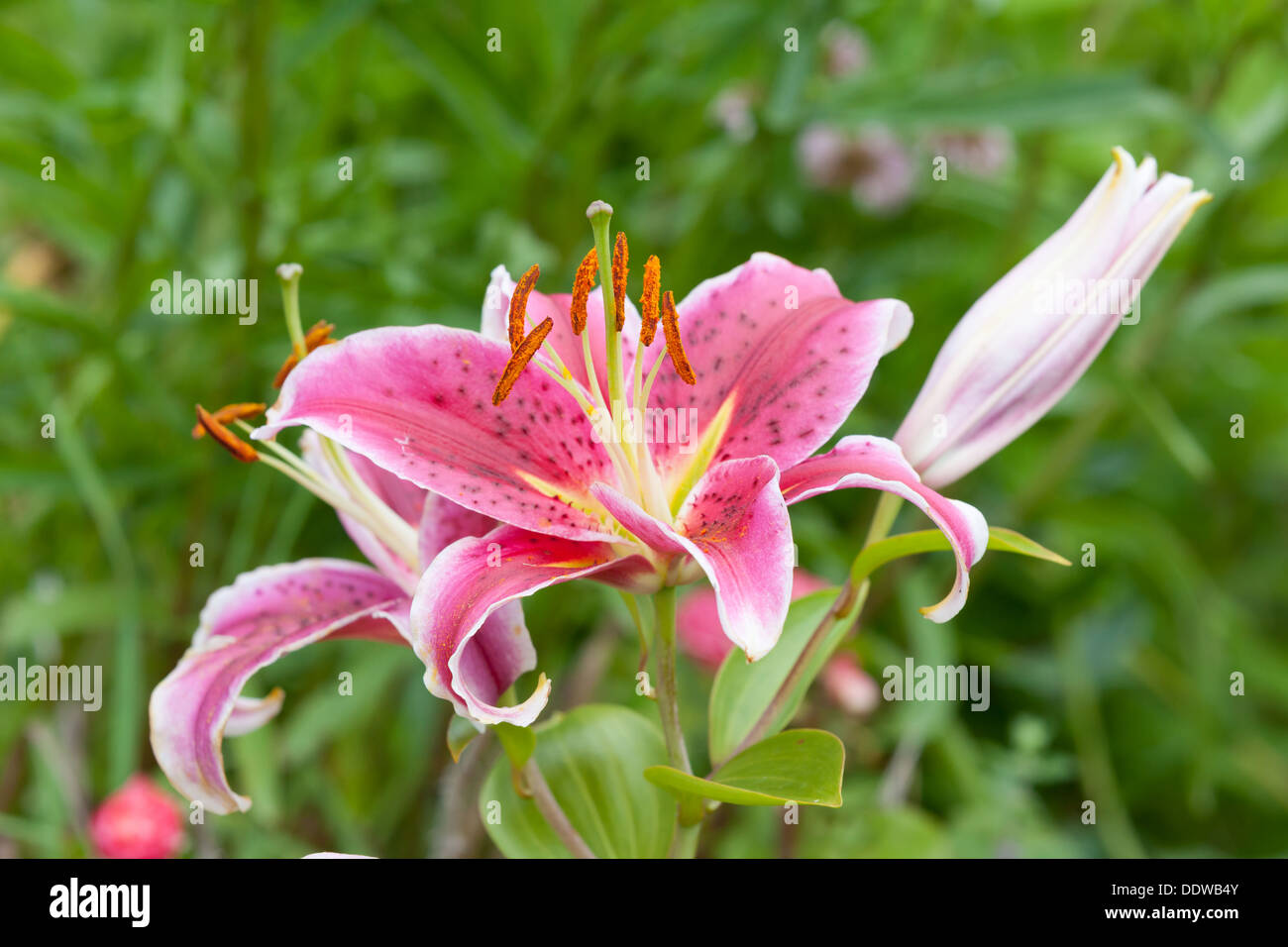 Red lily hi-res stock photography and images - Alamy