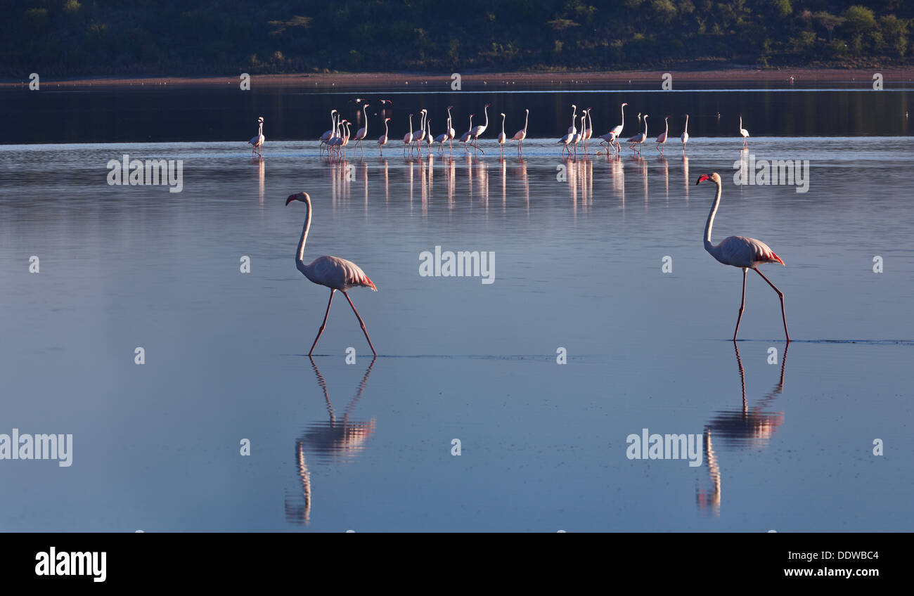 Ndutu lake hi-res stock photography and images - Alamy