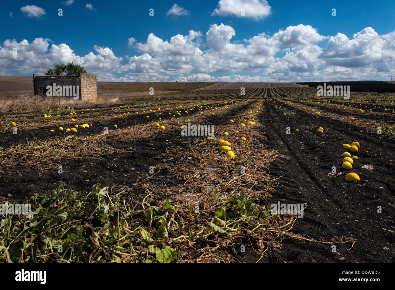 Melon Fields High Resolution Stock Photography and Images - Alamy