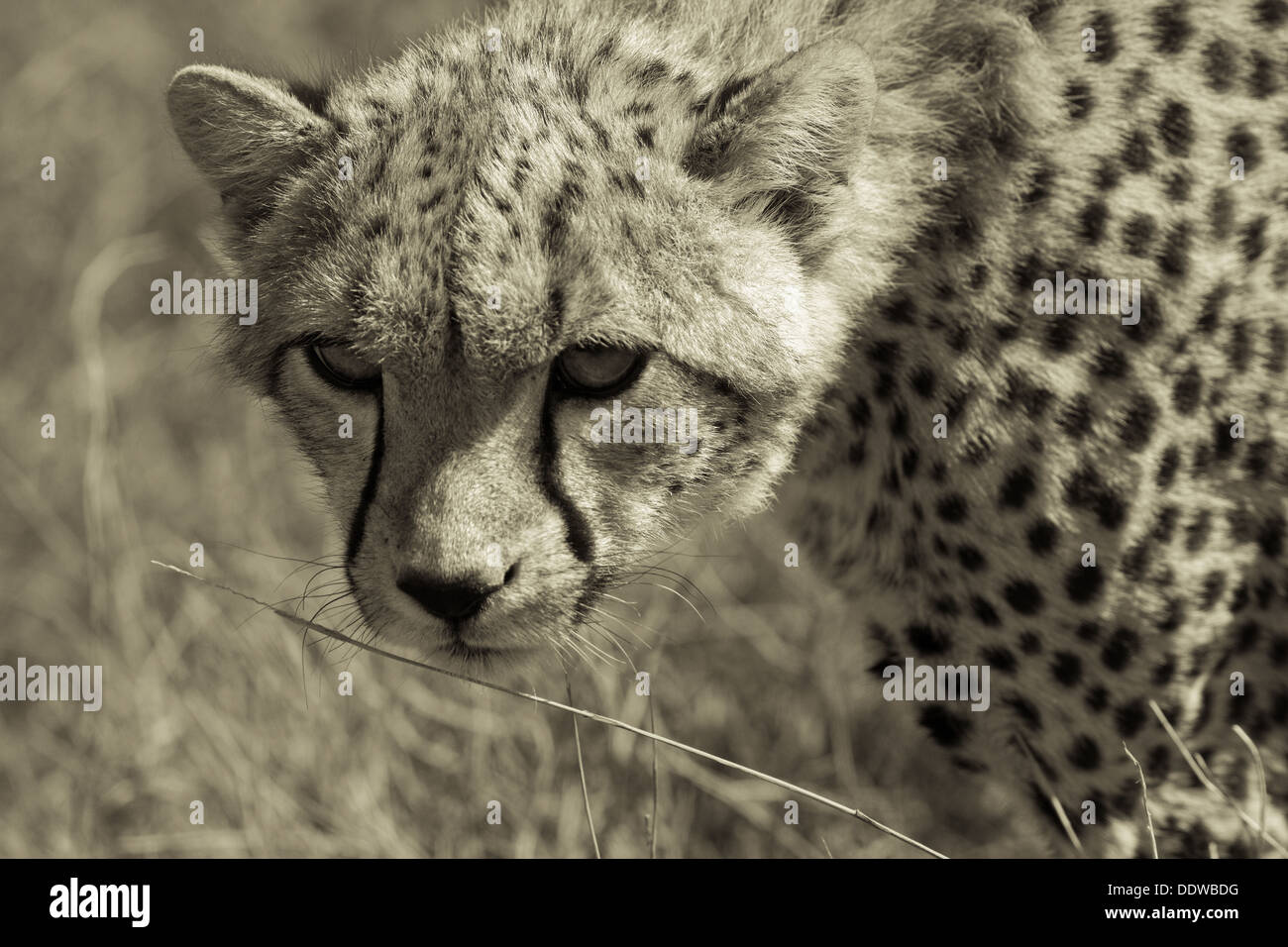 Cheetah face close up hi-res stock photography and images - Alamy