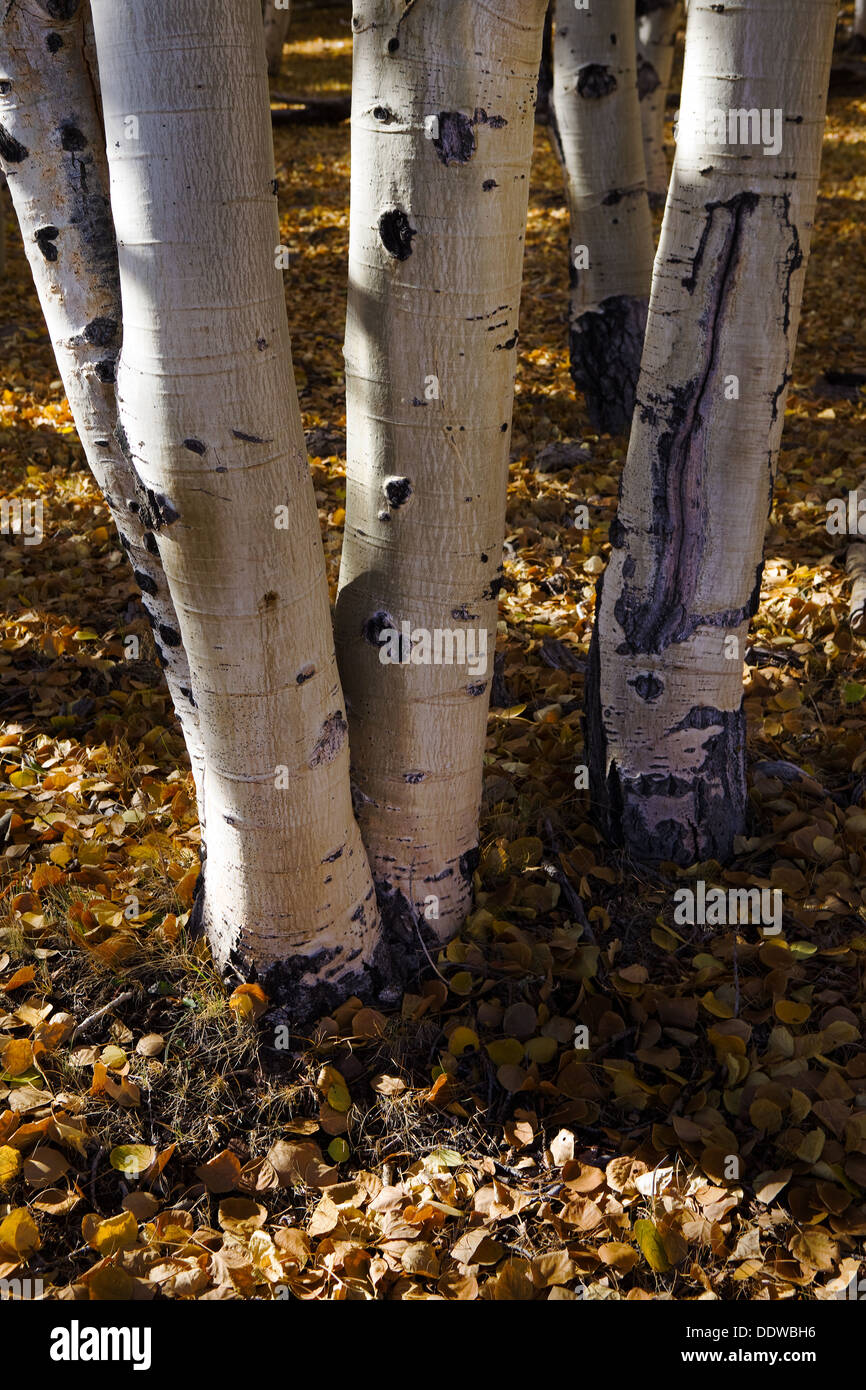 Silver trunks hi-res stock photography and images - Alamy