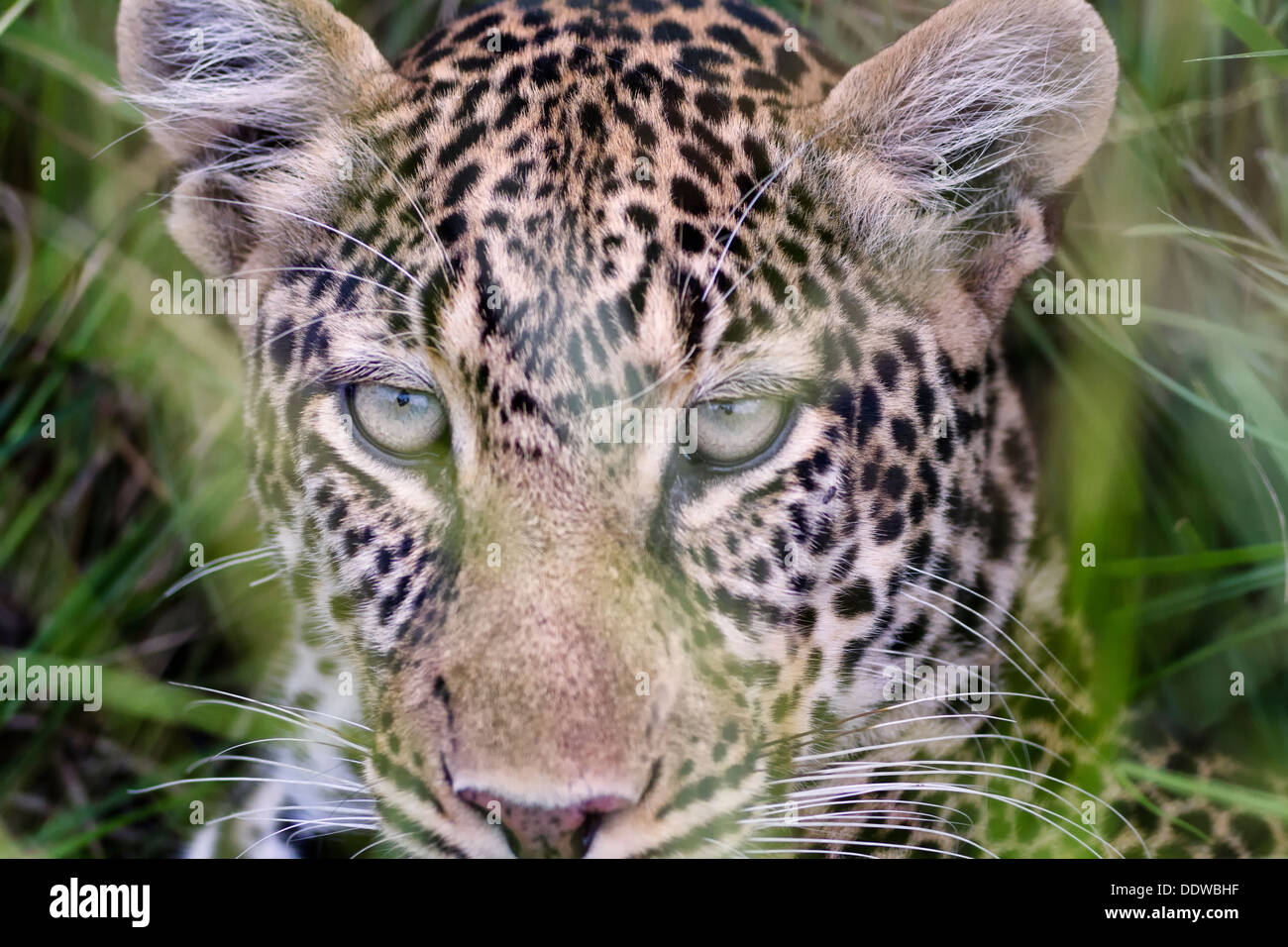 Leopard: detail of face in long grass, frontal view, Maasai Mara, Kenya ...