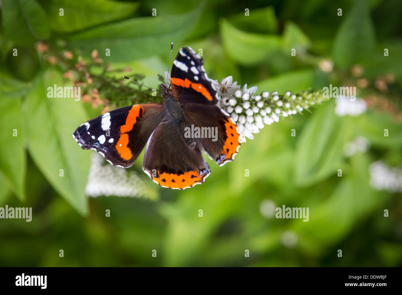 Red Admiral Butterfly Stock Photo - Alamy