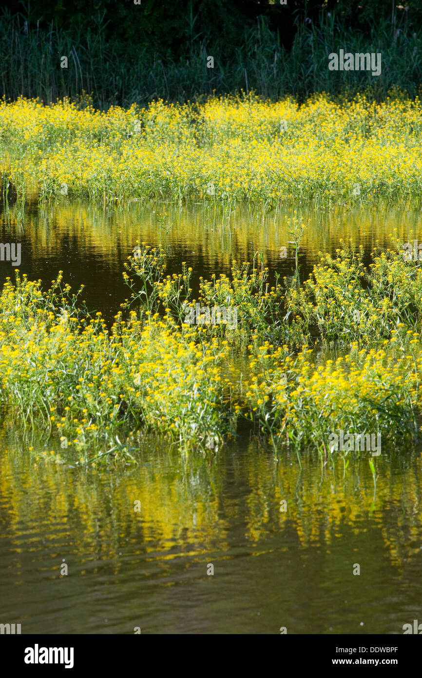 Edge of marsh hi-res stock photography and images - Alamy