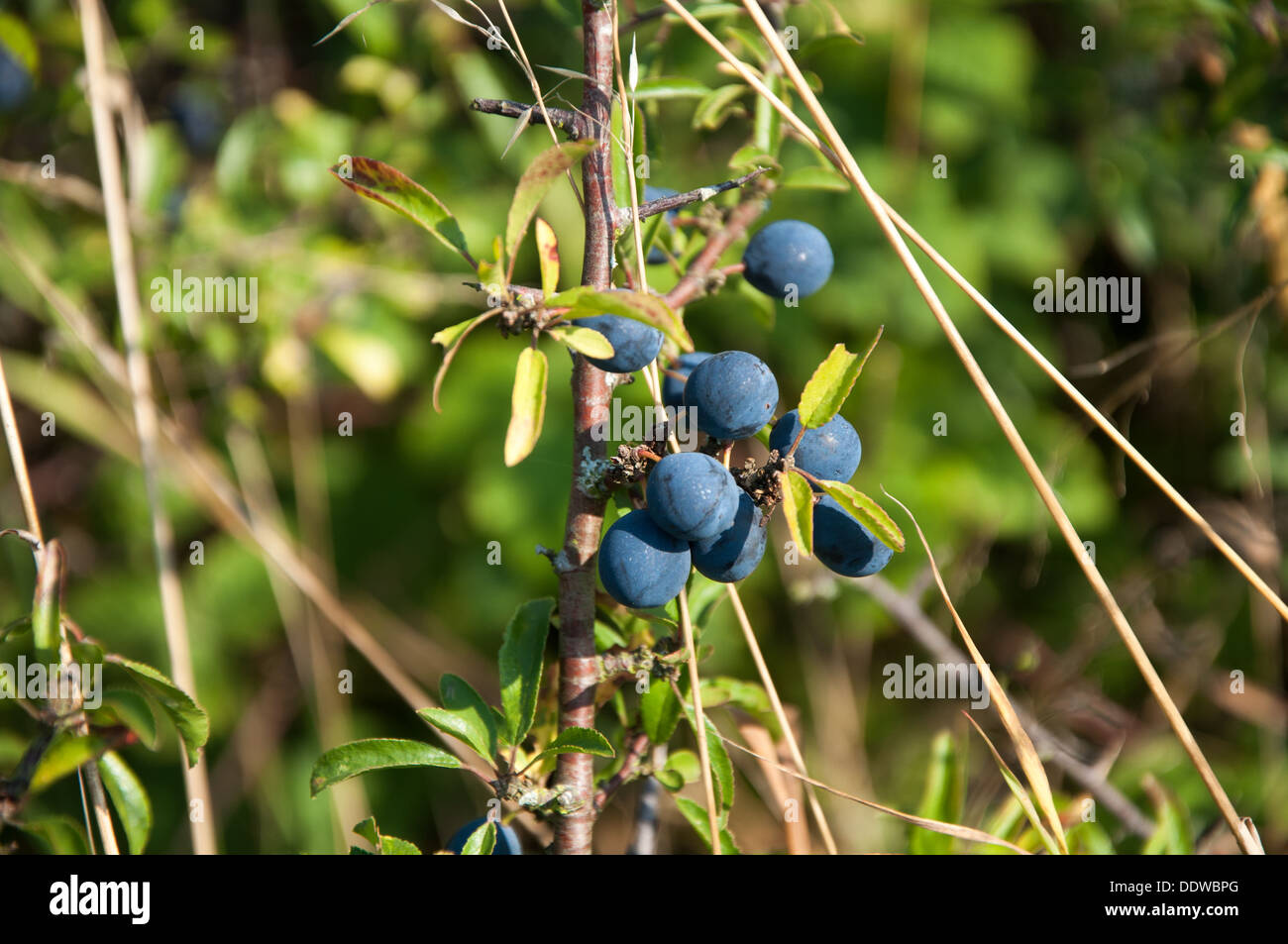 Sloe Bushes High Resolution Stock Photography and Images - Alamy