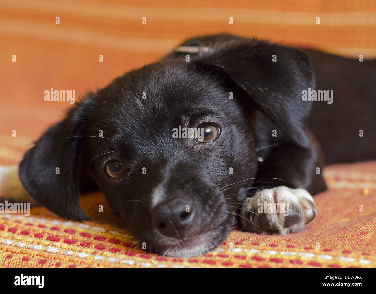 Back puppy hi-res stock photography and images - Alamy