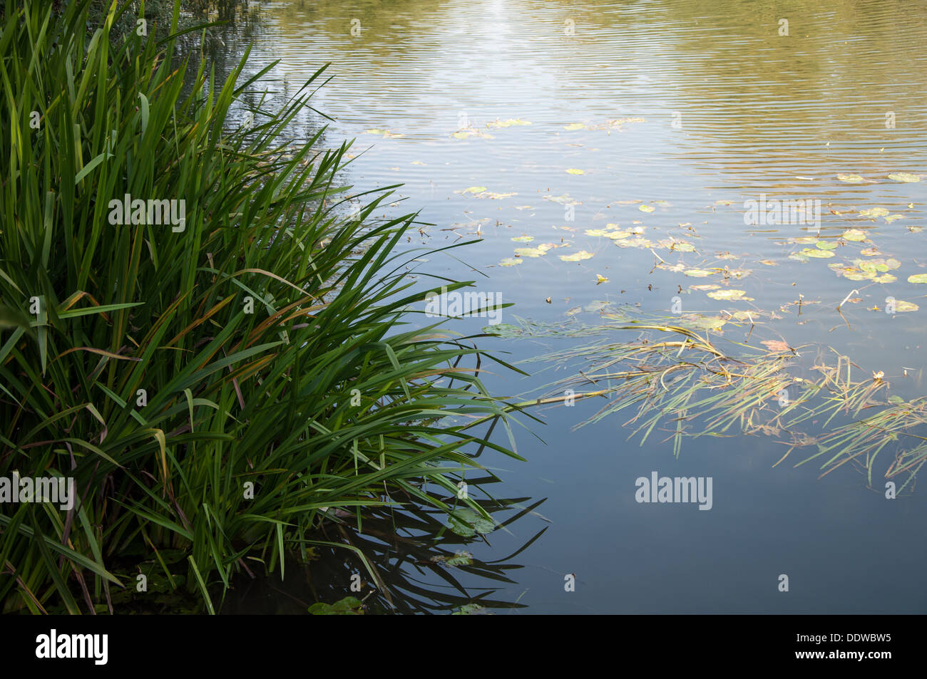 Reeds riverbank hi-res stock photography and images - Alamy