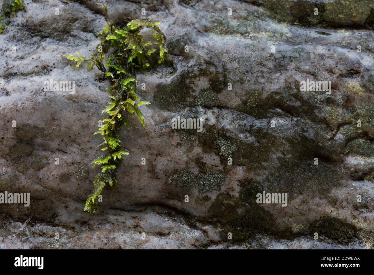 Ivy on rock hi-res stock photography and images - Alamy