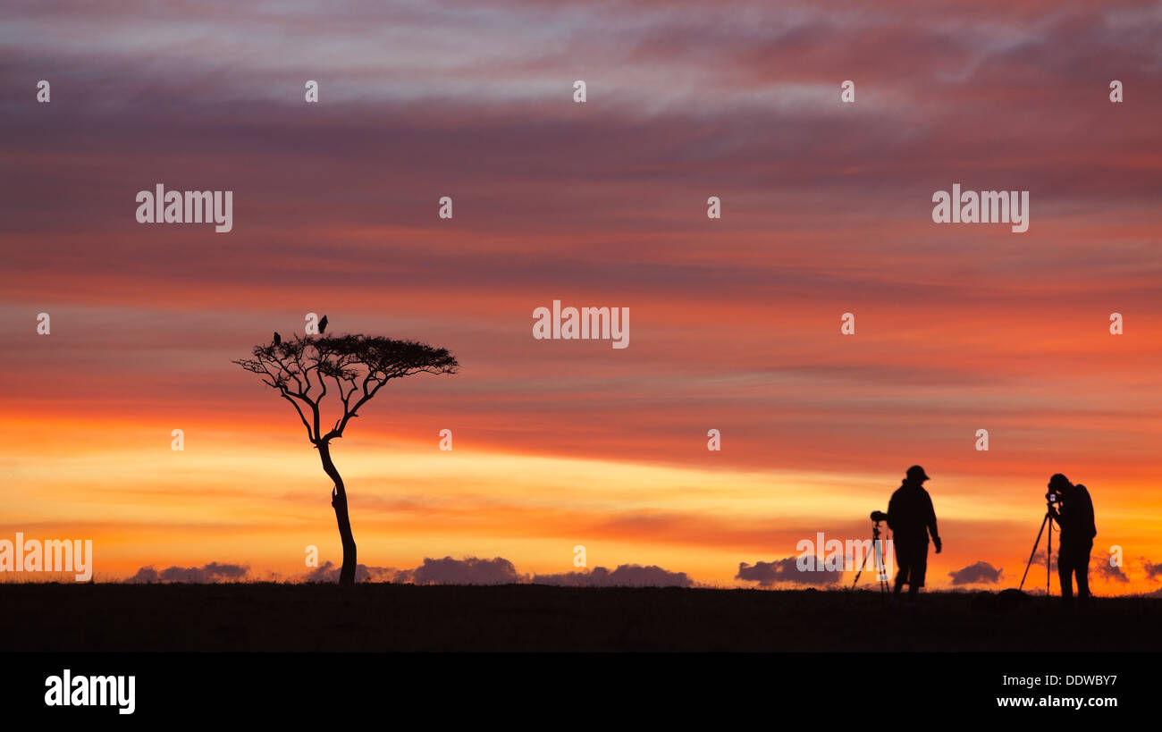 Acacia tree with marabu storks hi-res stock photography and images - Alamy