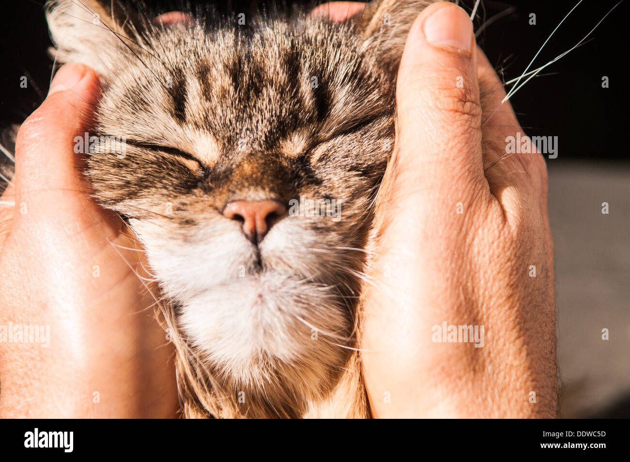 Happy pet cat with owners hands on face Stock Photo - Alamy