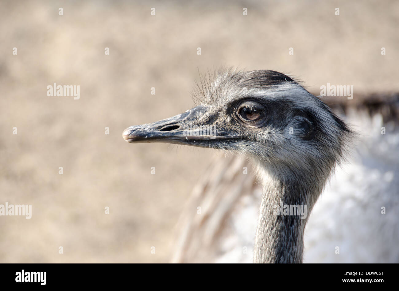 Rhea Head High Resolution Stock Photography and Images - Alamy