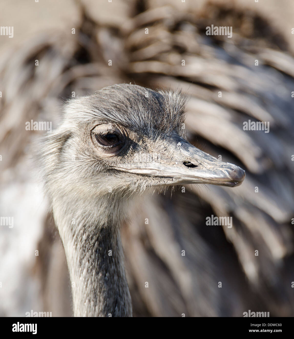 Rhea, Rhea americana in day light with focus on the head Stock Photo ...