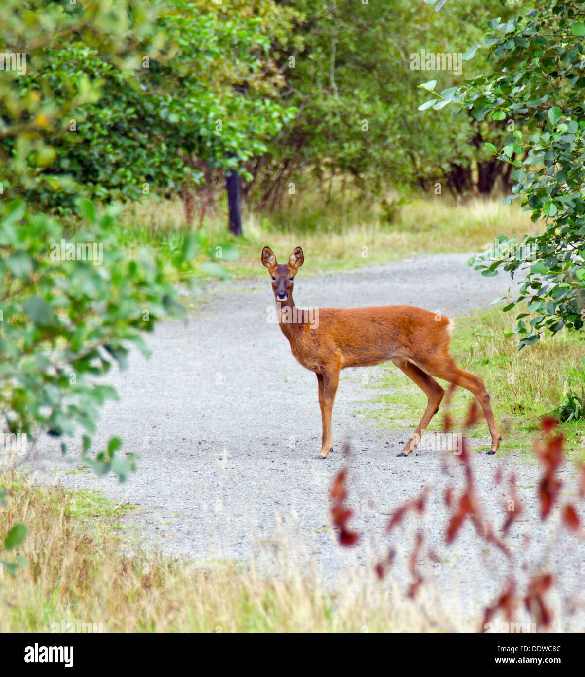 Roe deer hi-res stock photography and images - Alamy