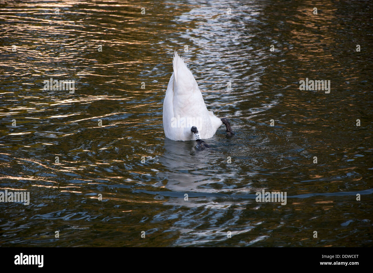 Swan dive hi-res stock photography and images - Alamy