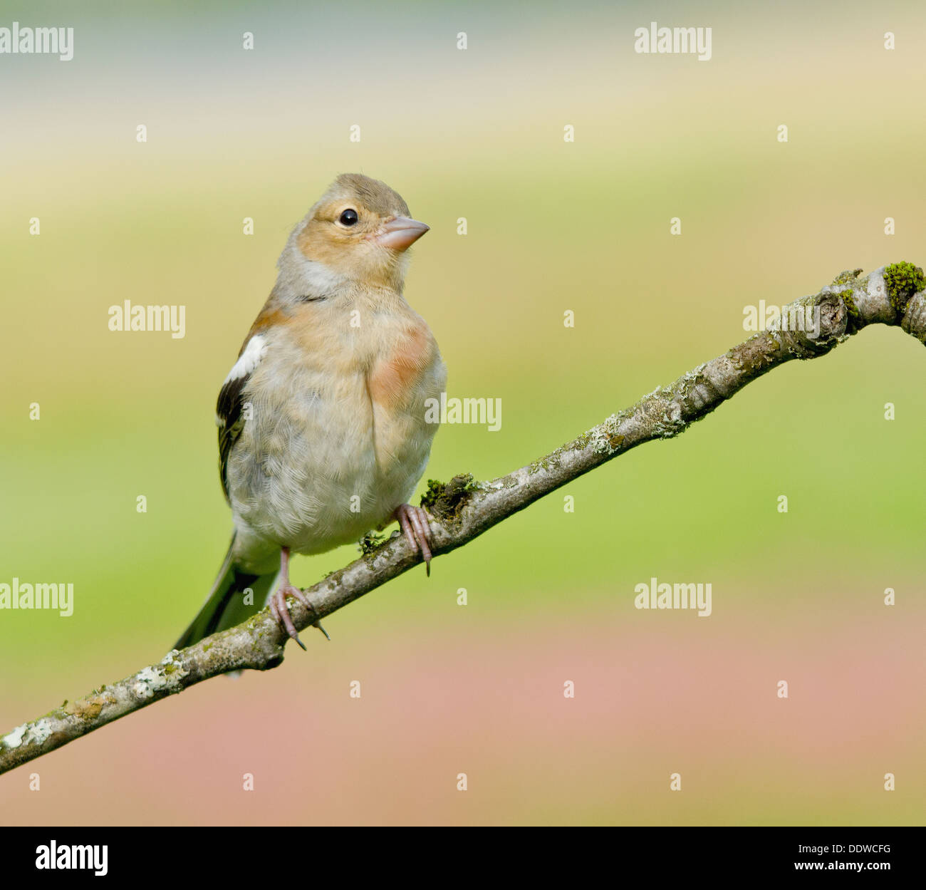 Juvenile chaffinch hi-res stock photography and images - Alamy