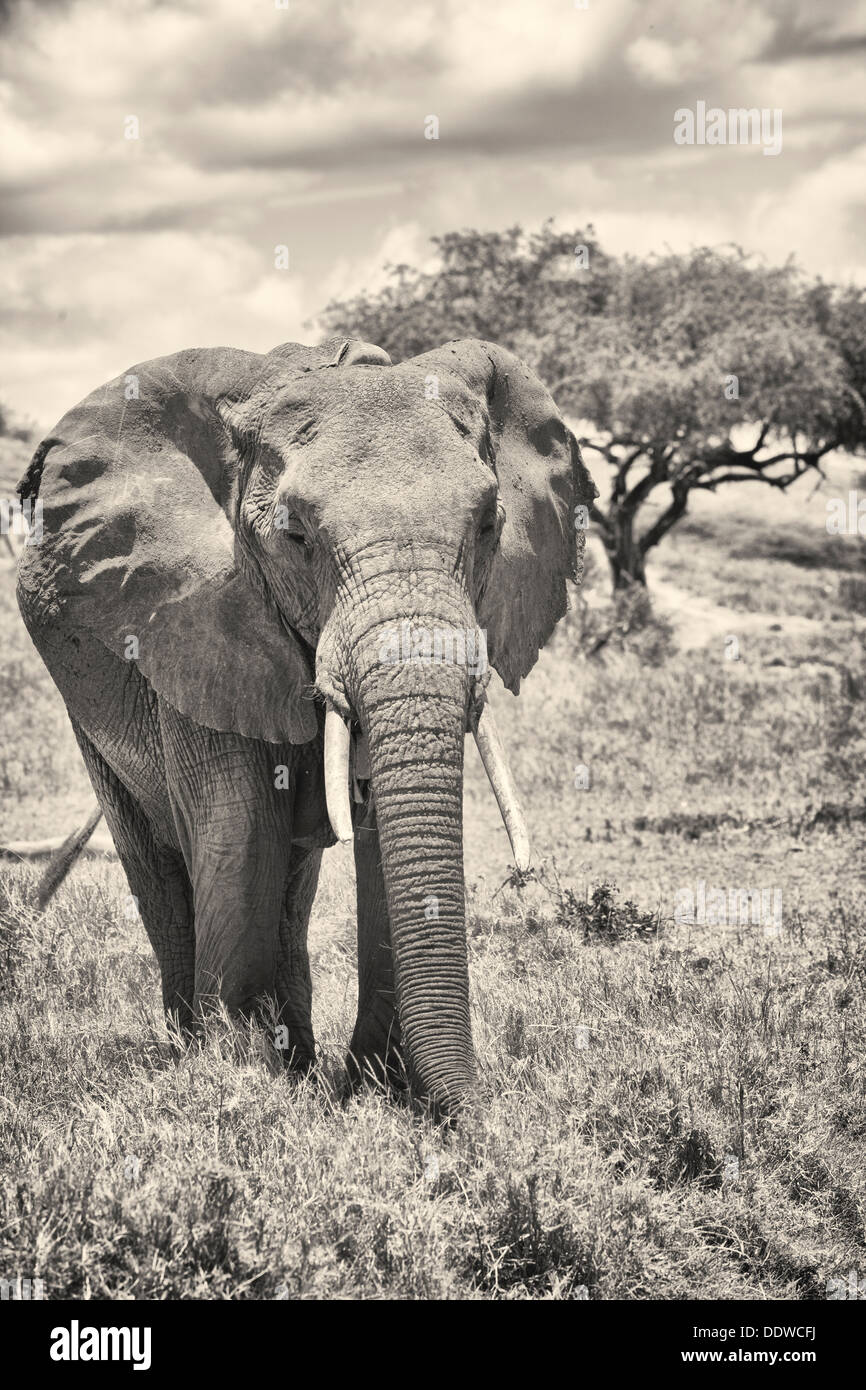 Frontal view of elephant hi-res stock photography and images - Alamy