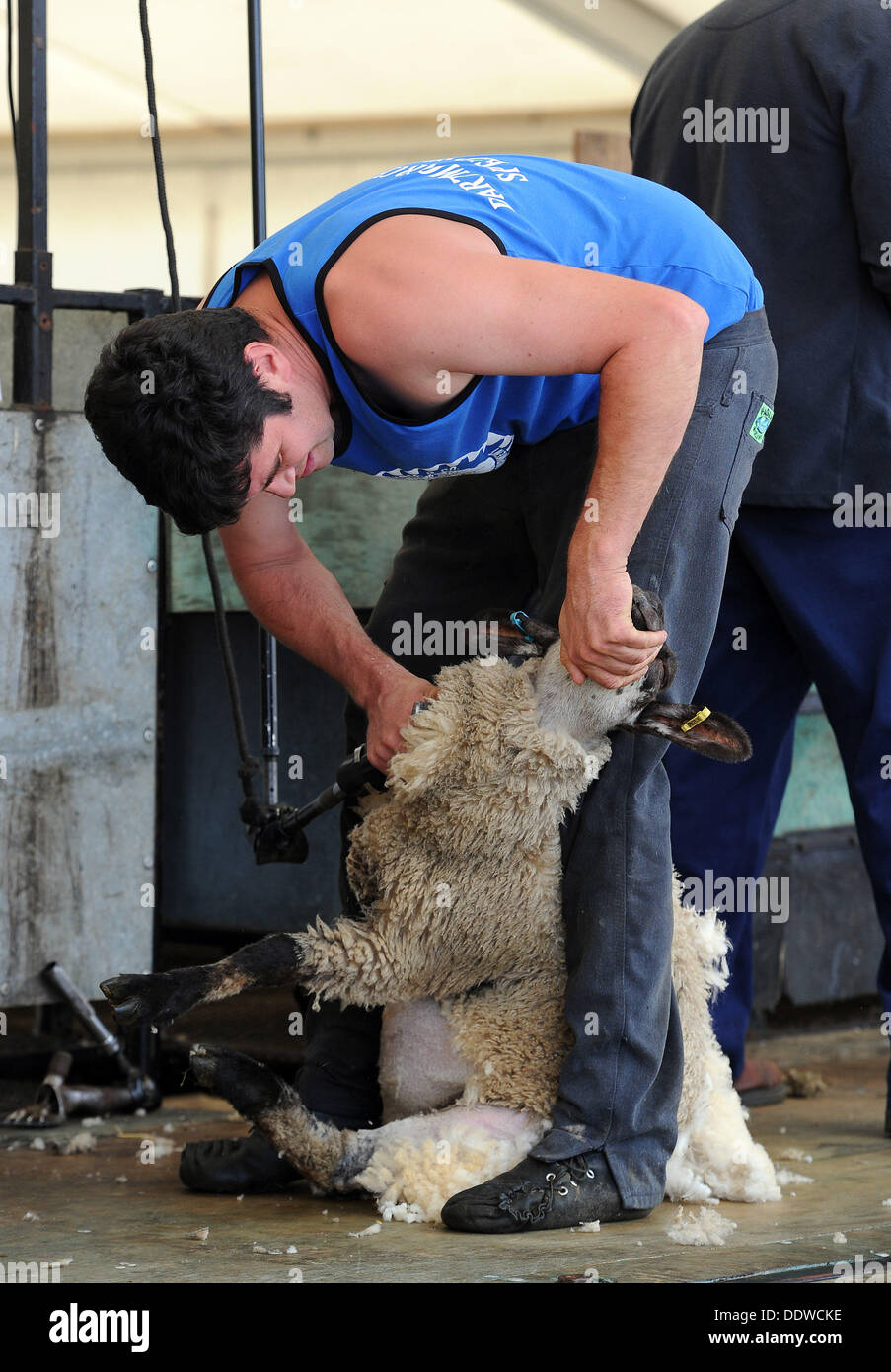 News animals sheep hi-res stock photography and images - Alamy