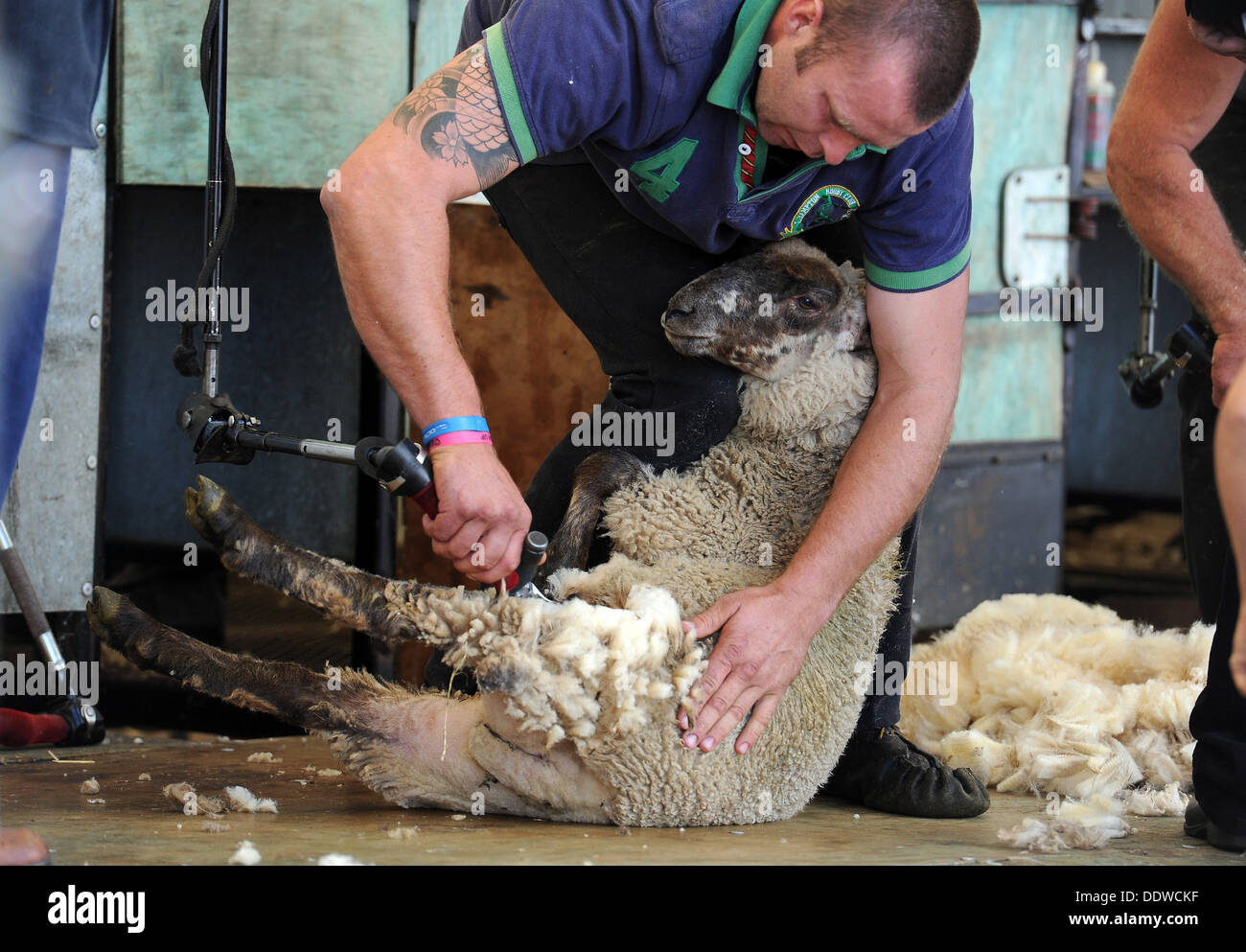 Sheep shearing uk hi-res stock photography and images - Alamy