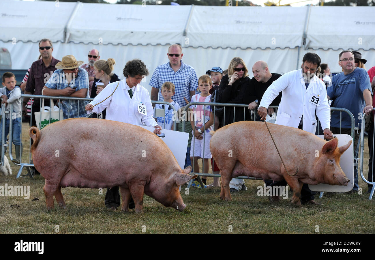 Pig show hi-res stock photography and images - Alamy