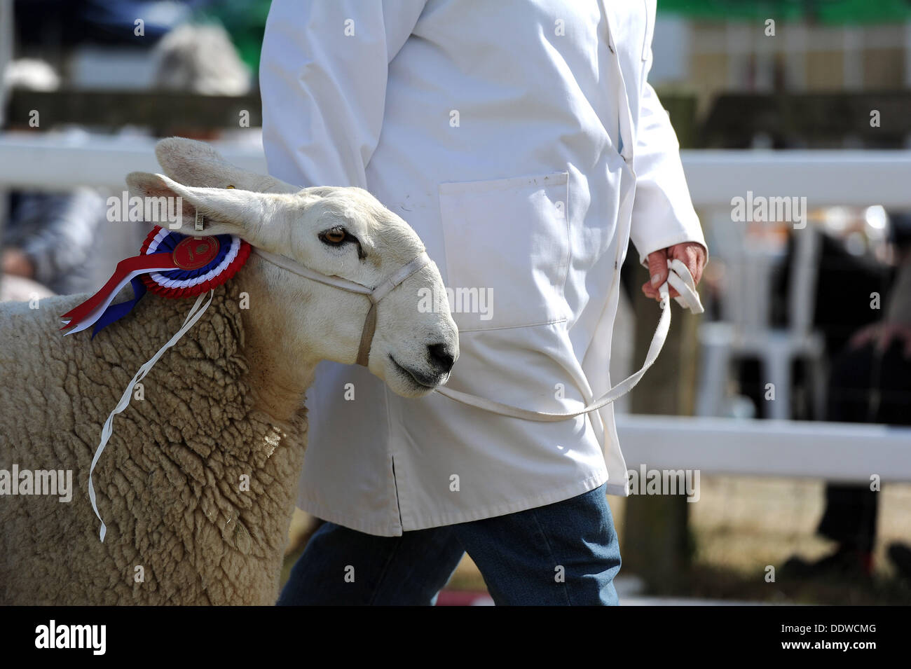 Dorset County Show, Britain, UK, sheep on parade, 07th September, 2013 ...