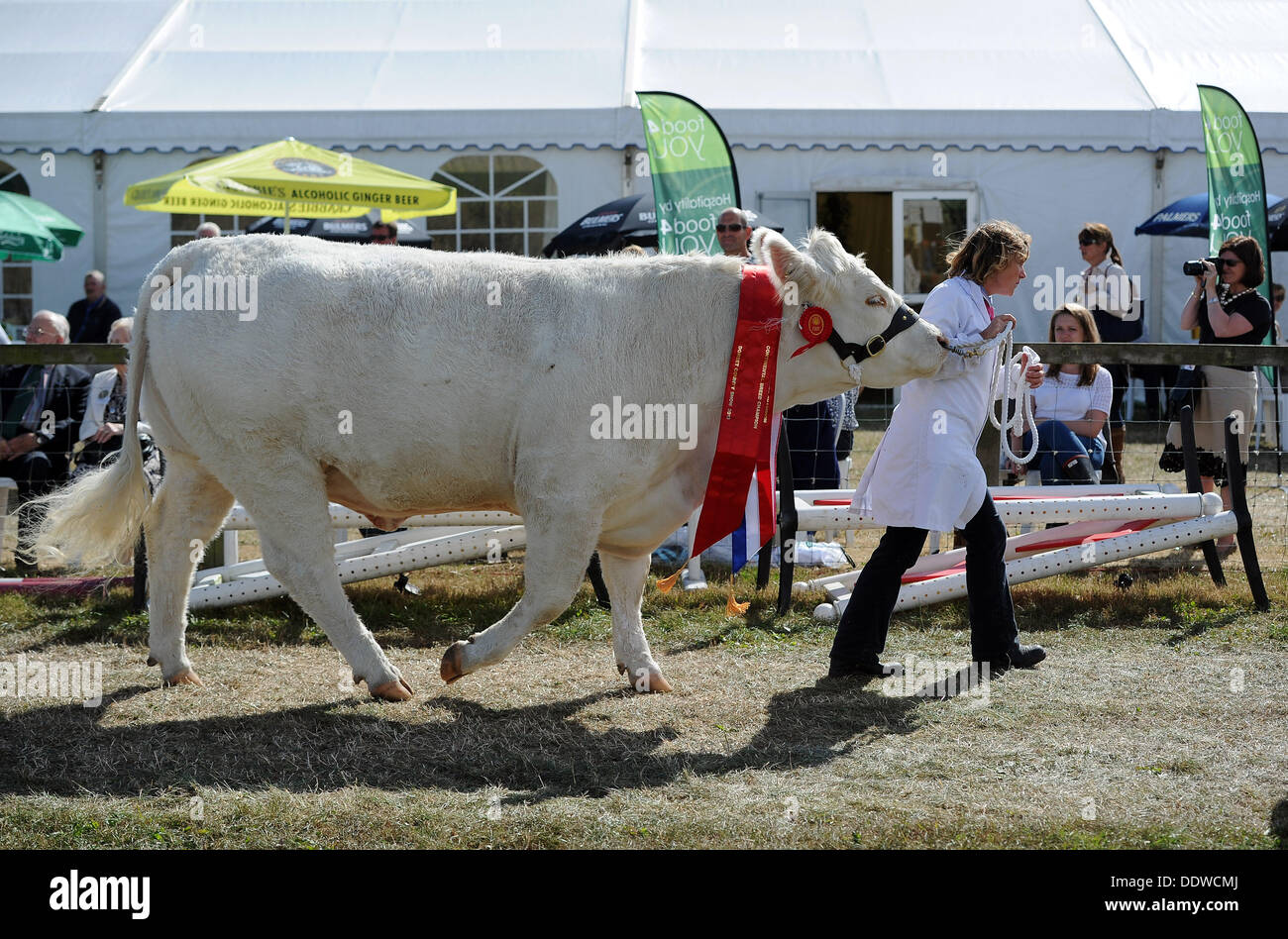 Champion cow hi-res stock photography and images - Alamy