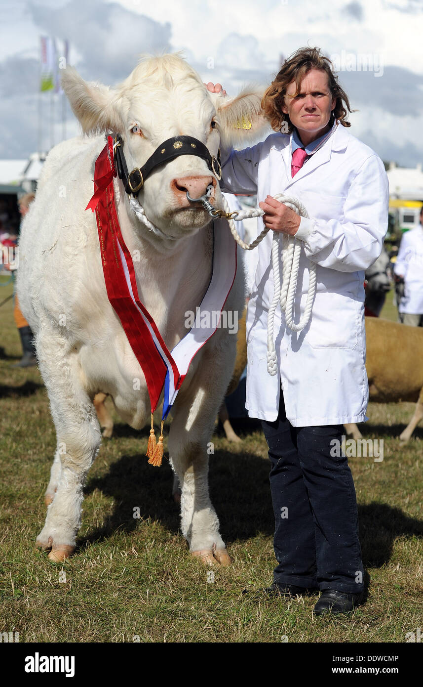 Champion cattle cow hi-res stock photography and images - Alamy