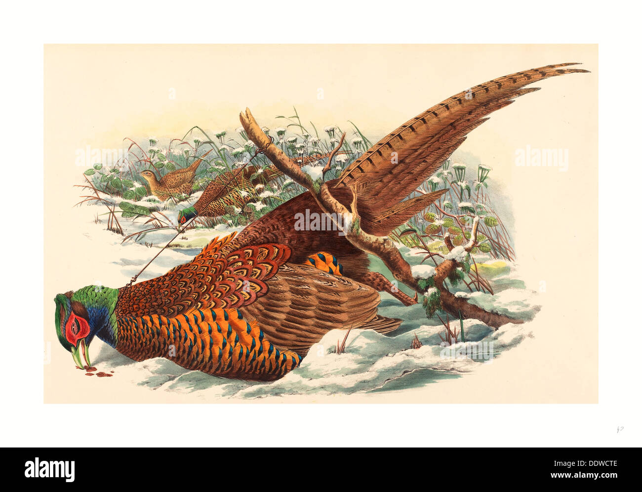 British pheasant Cut Out Stock Images & Pictures - Alamy
