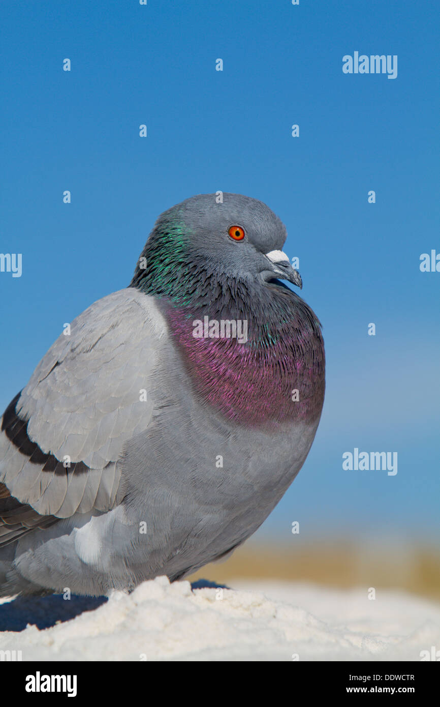 Rock Dove @ beach in Florida Stock Photo - Alamy