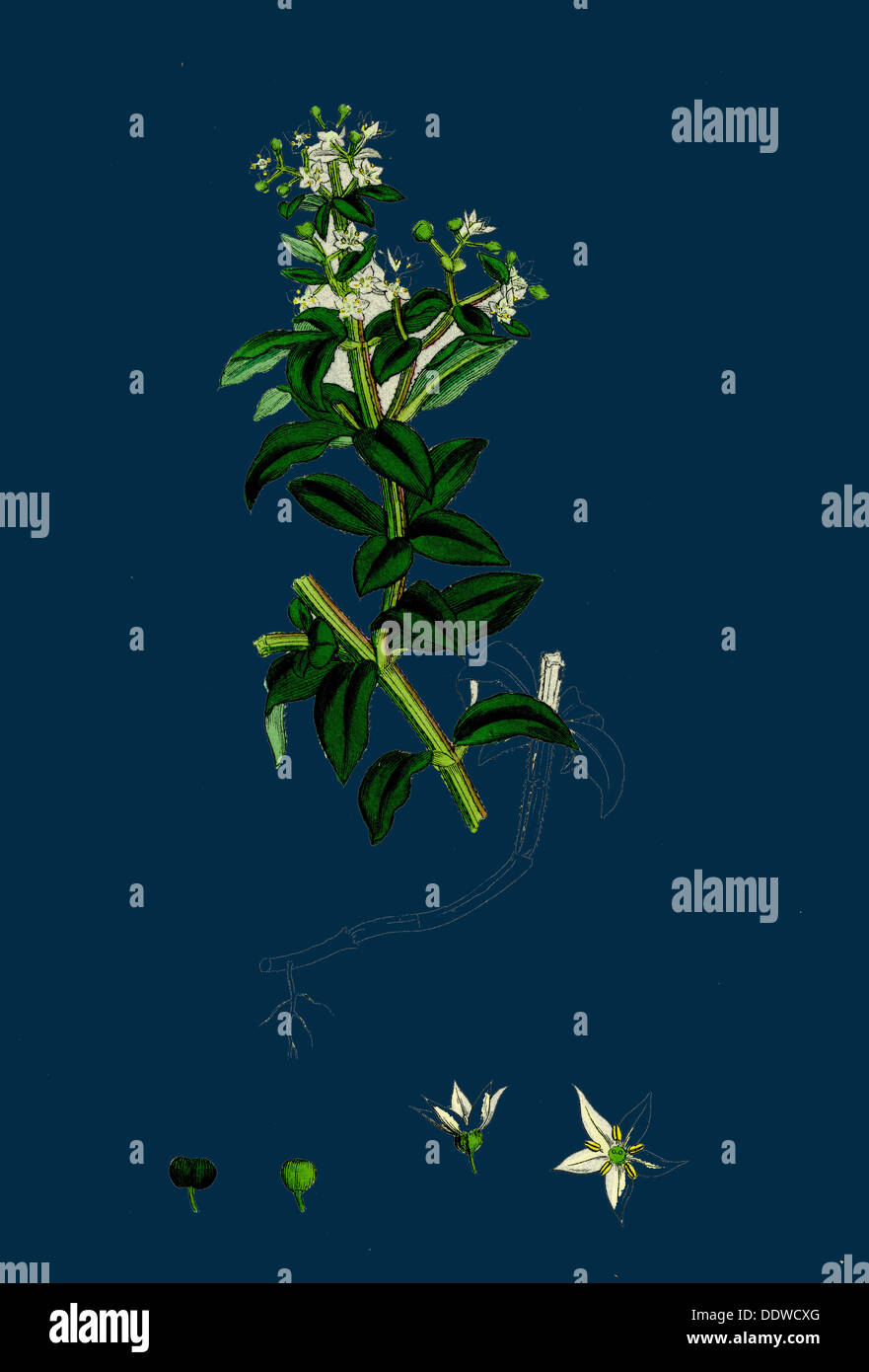 Rubia peregrina; Wild Madder Stock Photo - Alamy