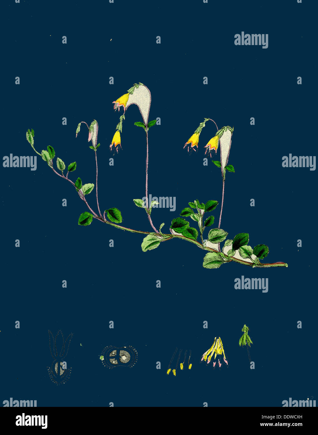 Linnaea borealis; Two-flowered Linnaea Stock Photo - Alamy