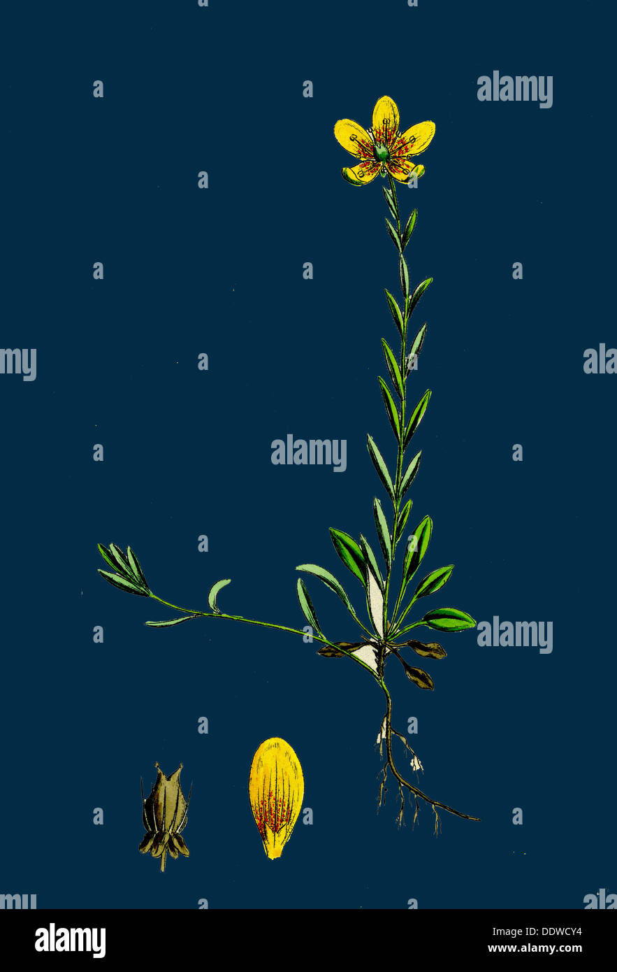Saxifraga Hirculus; Yellow Marsh Saxifrage Stock Photo - Alamy