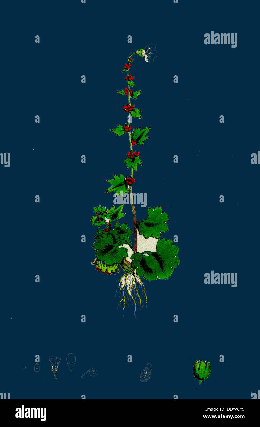 Saxifraga cernua; Drooping Alpine Saxifrage Stock Photo - Alamy