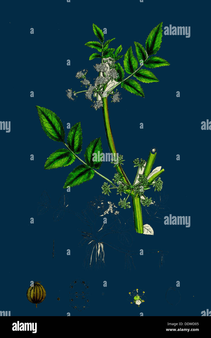 Helosciadium nodiflorum hi-res stock photography and images - Alamy