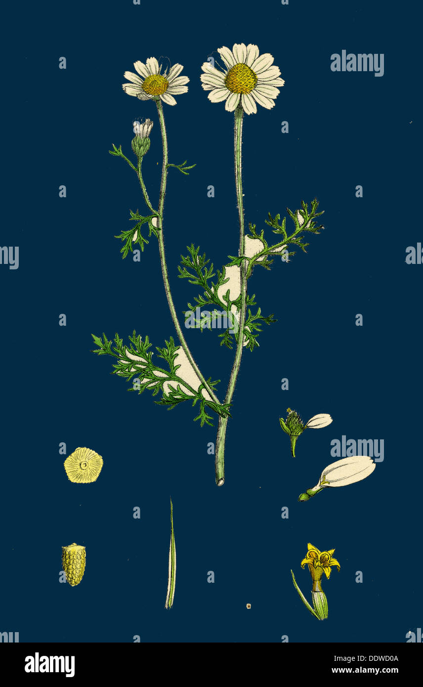 Anthemis Cotula; Stinking Mayweed Stock Photo - Alamy