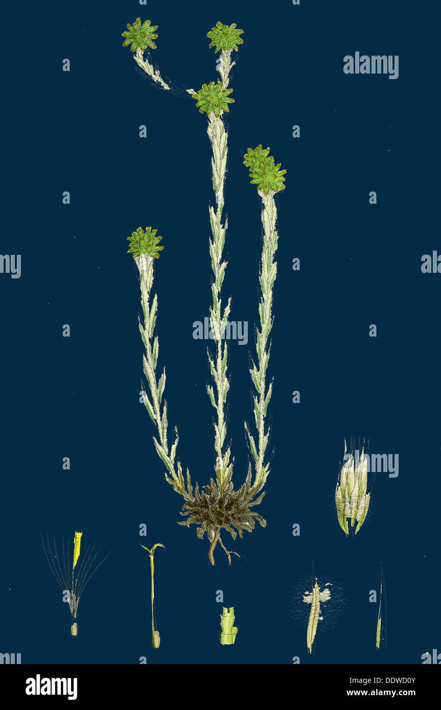 Filago germanica; Common Cudweed Stock Photo - Alamy