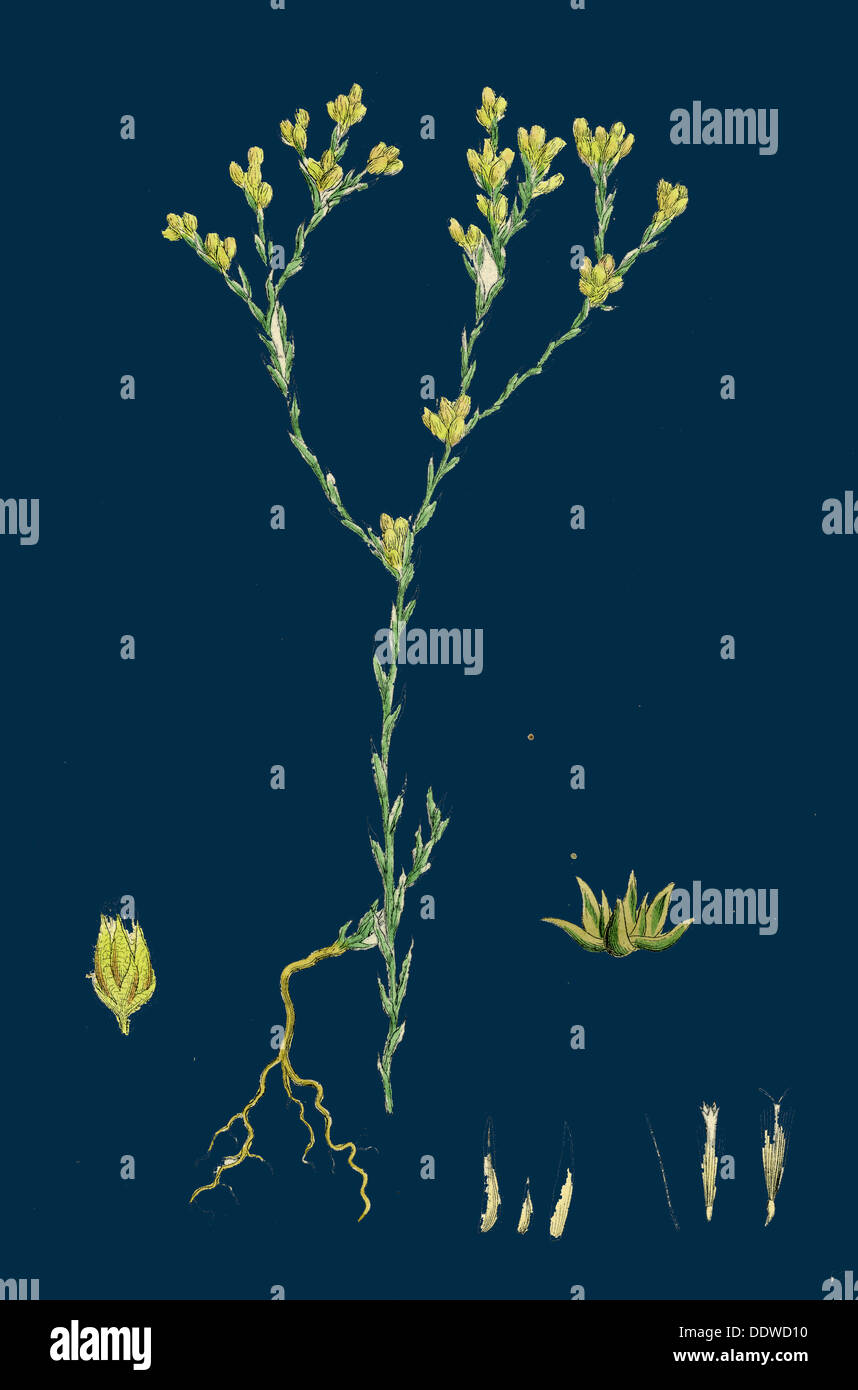 Filago minima; Slender Cudweed Stock Photo - Alamy