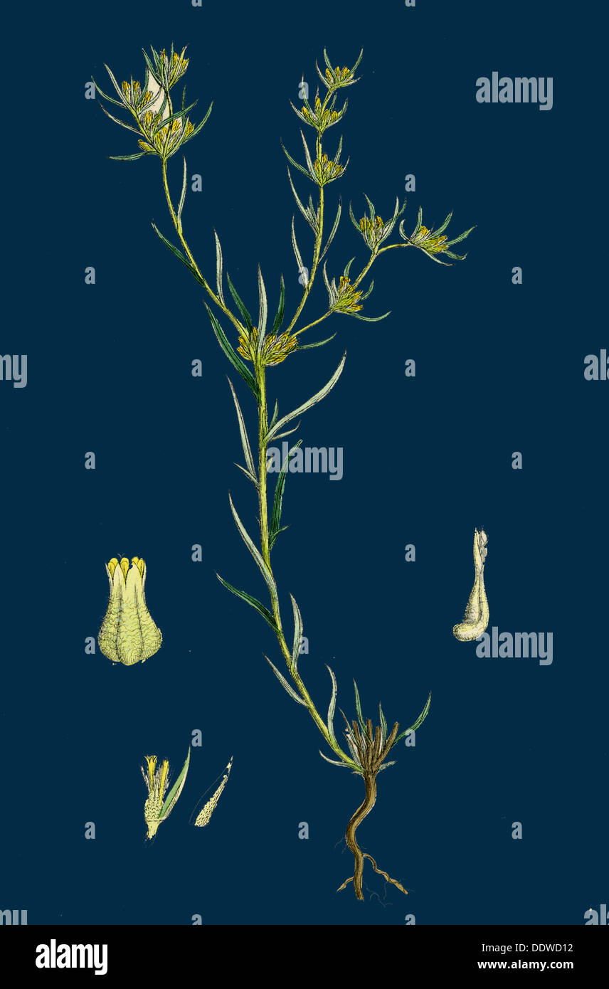 Filago gallica; Narrow-leaved Cudweed Stock Photo - Alamy