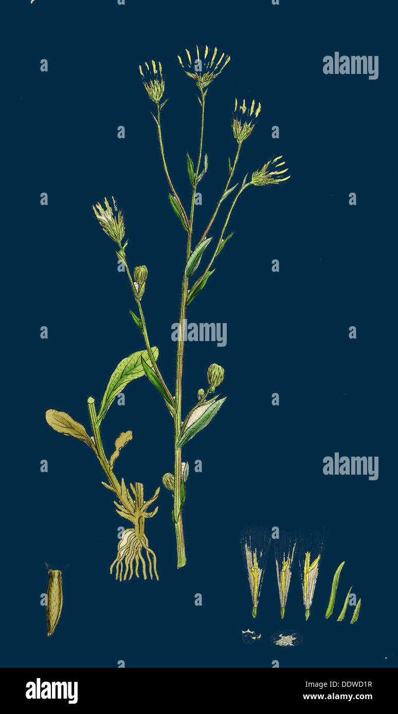 Erigeron acris; Blue Fleabane Stock Photo - Alamy