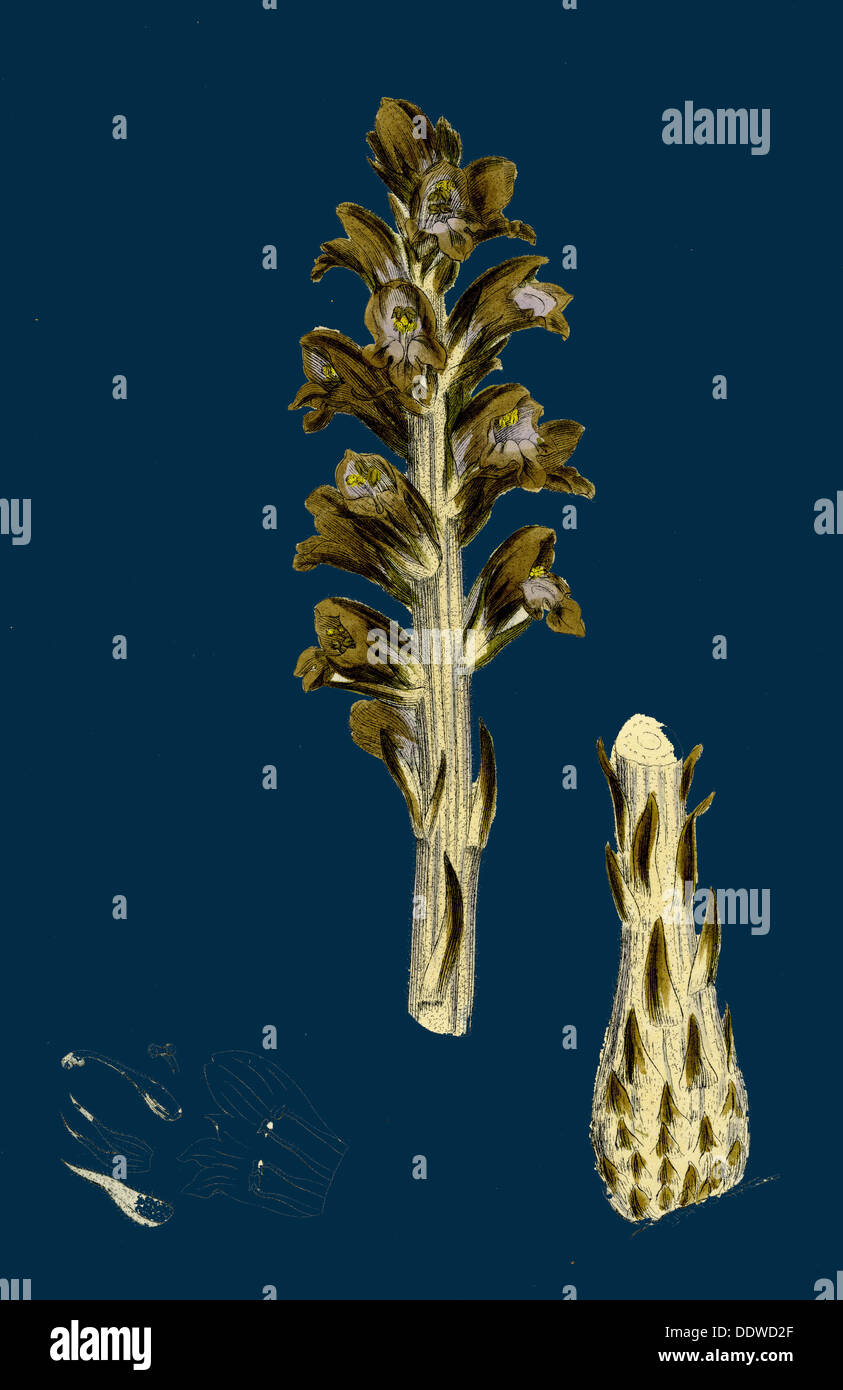 Orobanche Rapum; Greater Broom-rape Stock Photo - Alamy